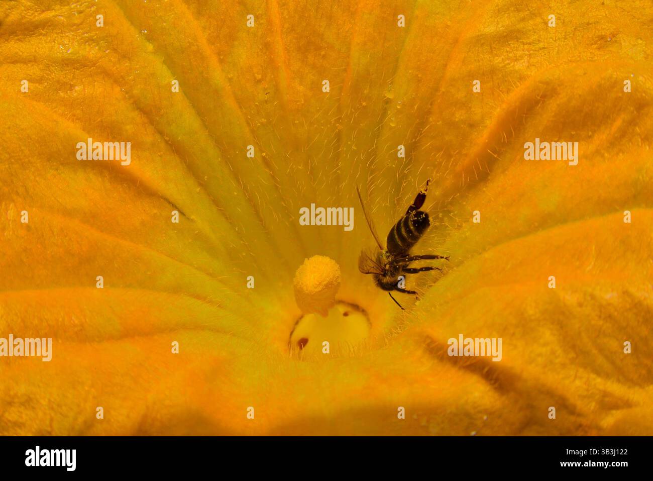 Pumpkin has health benefits hi-res stock photography and images - Alamy
