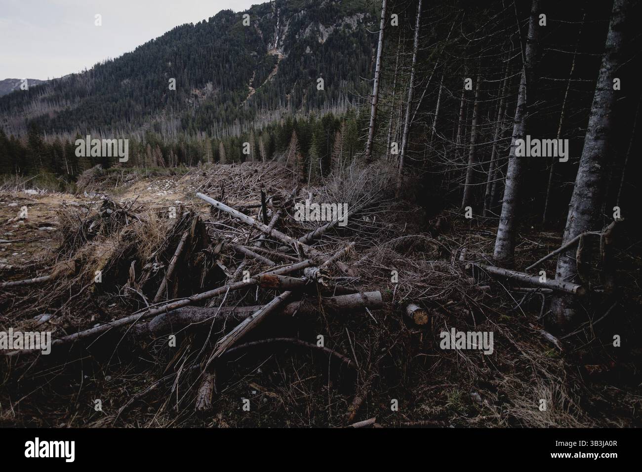 Destroyed coniferous forest in the High Tatras in Brzegi, April 23 ...
