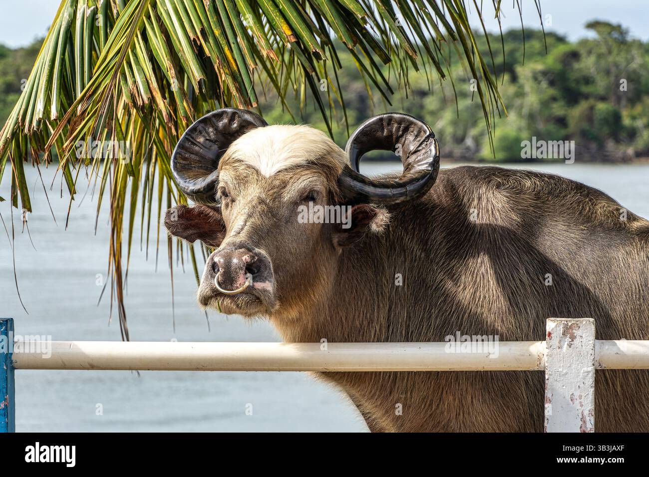 The famous Water Buffalo called the german buffalo at Soure on Marajo ...