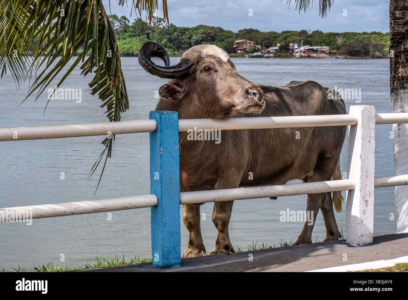 The famous Water Buffalo called the german buffalo at Soure on Marajo ...