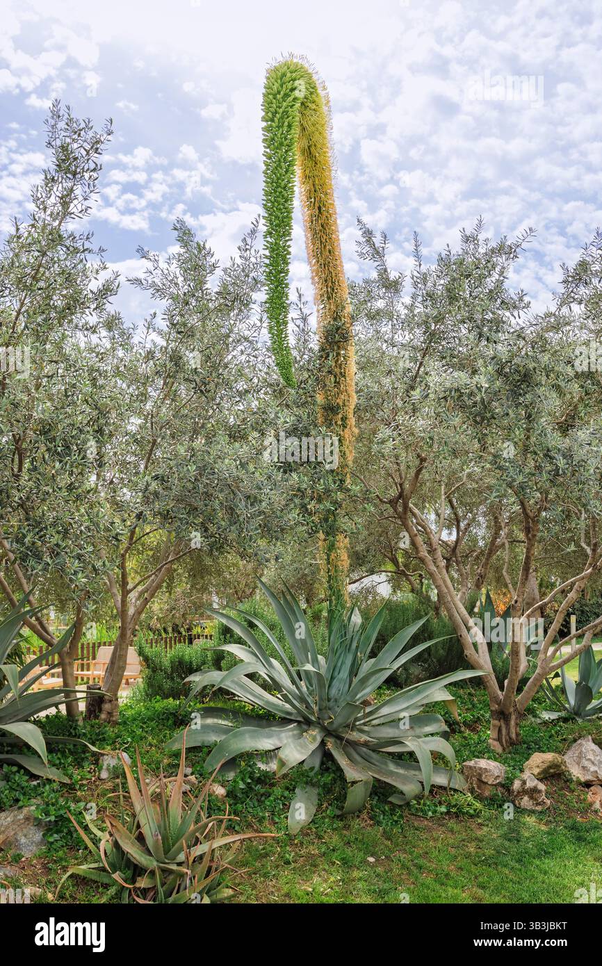 Rare flower of arching Foxtail agave, also known as "century plants ...