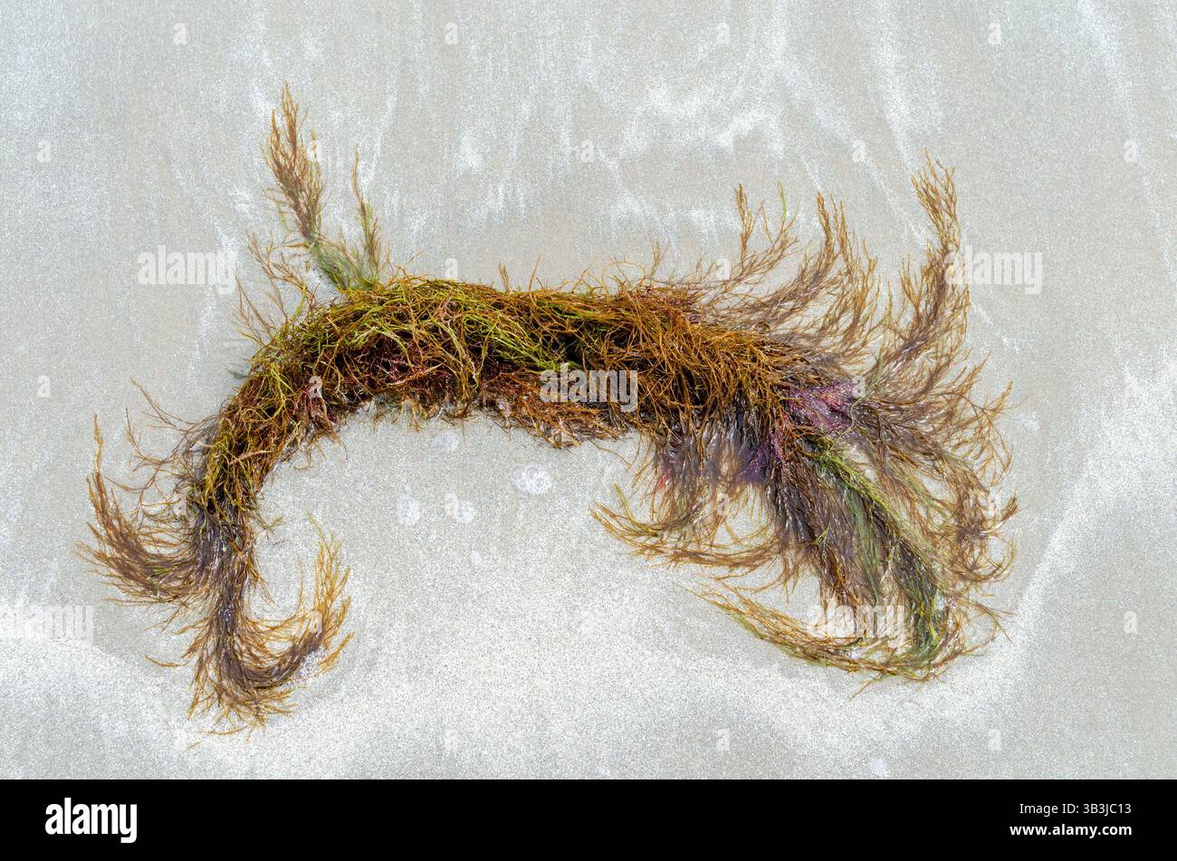 Stringy seaweed washed on ballywalter beach Stock Photo - Alamy