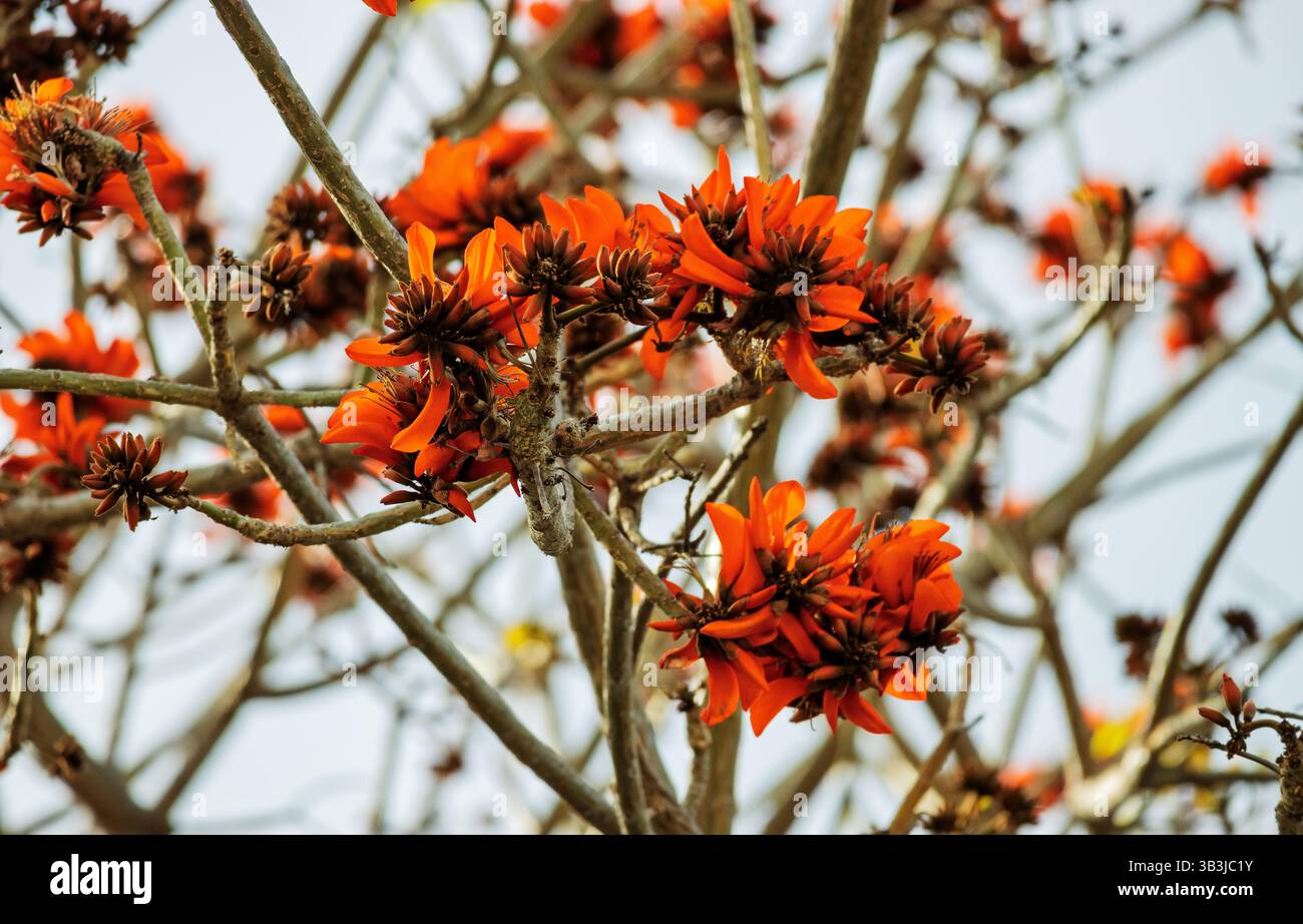Erythrina or Coral Tree with flame red clusters of flowers, also known ...