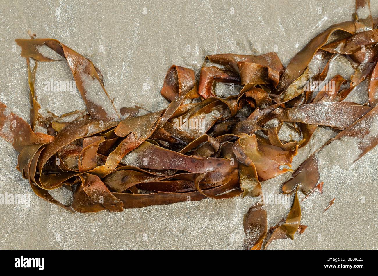 Bull kelp seaweed on beach hi-res stock photography and images - Alamy