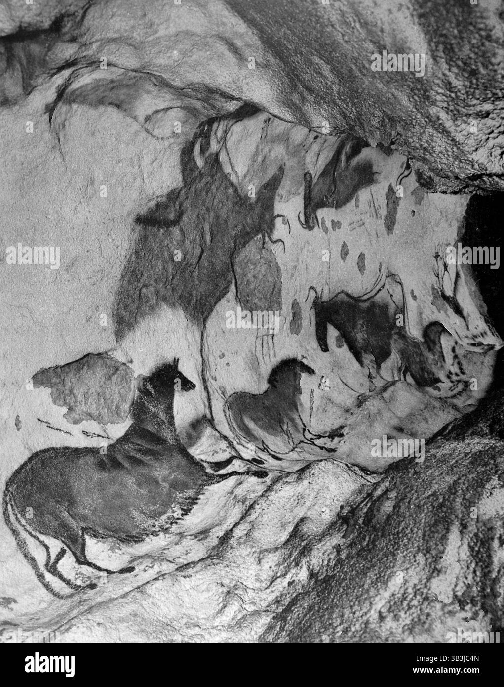 Two horses and three cows depicted in the grotto of Lescaux, France ...