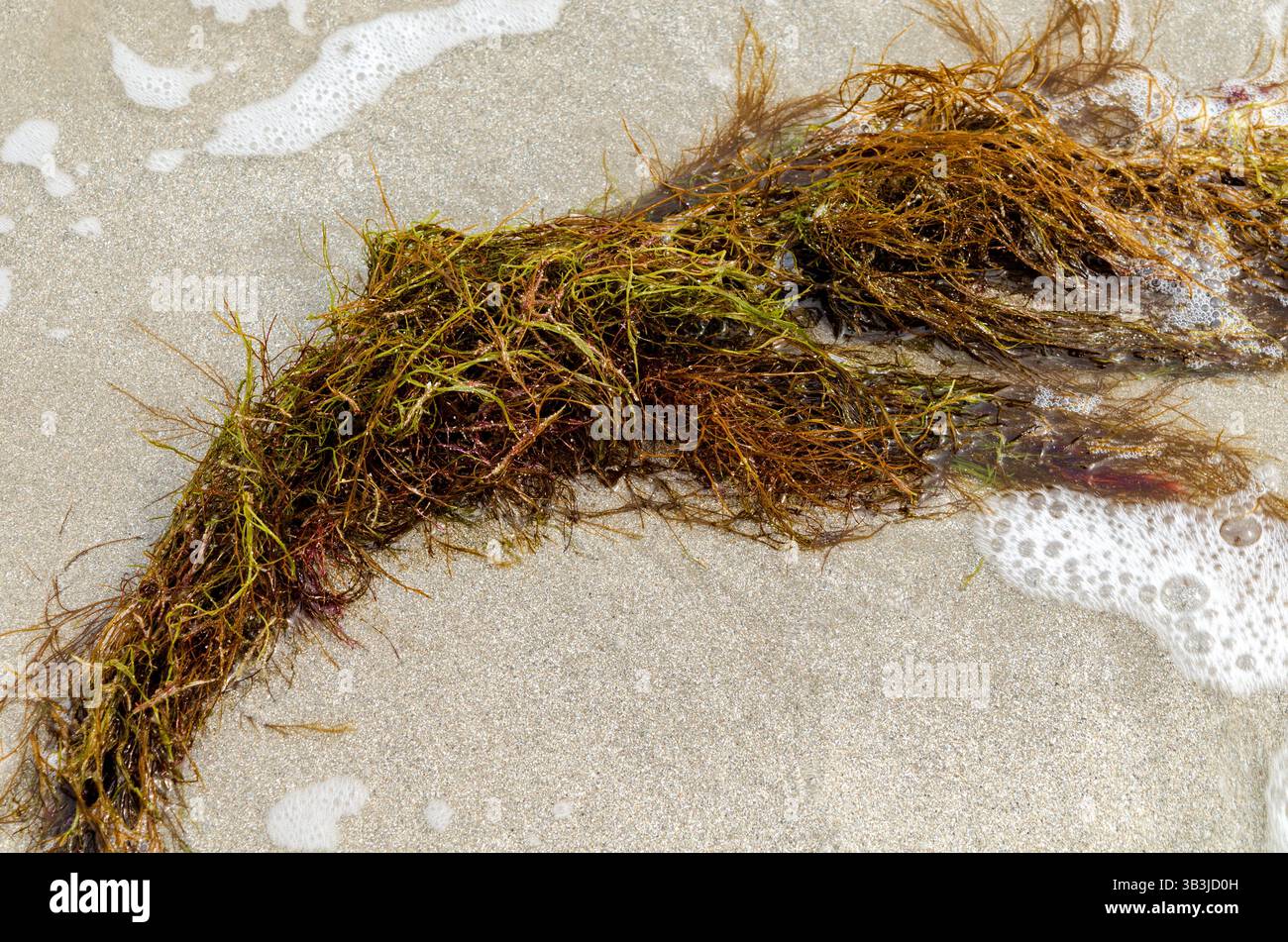 Stringy seaweed washed on Ballywalter beach Stock Photo - Alamy