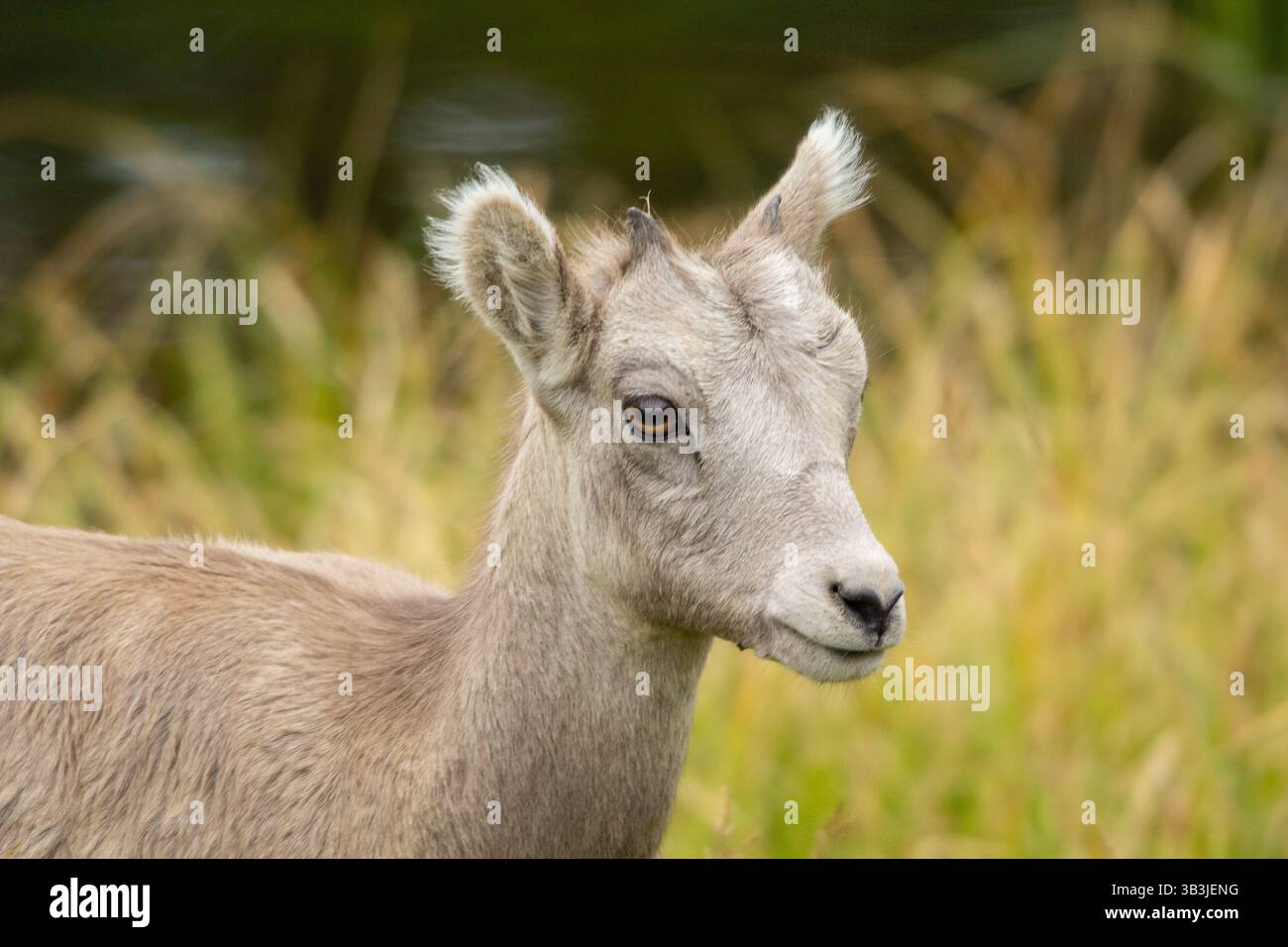 Baby ( Kid ) goat with horns roaming the tall green grasslands of Banff ...