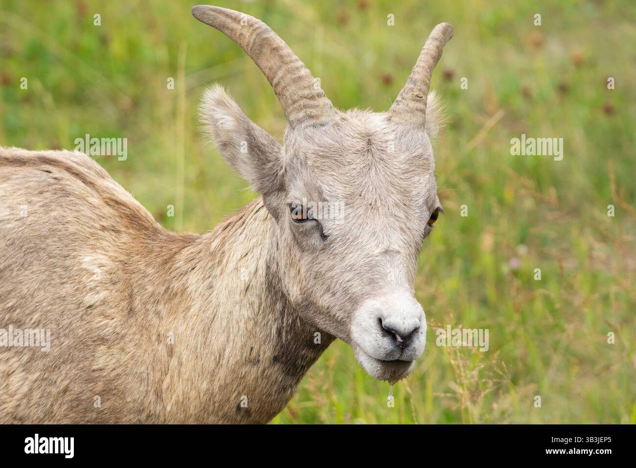 Baby ( Kid ) goat with horns roaming the tall green grasslands of Banff ...