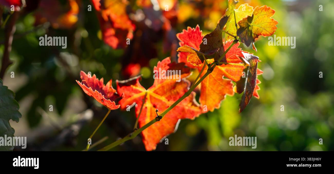 Vineyards autumn time colorful hi-res stock photography and images - Alamy