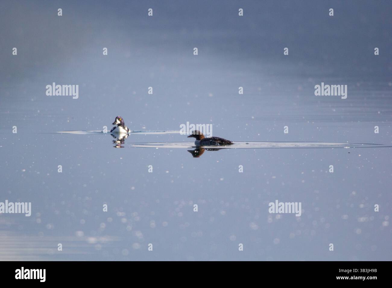 A male and female Goldeneye duck swimming in the early morning sun with ...