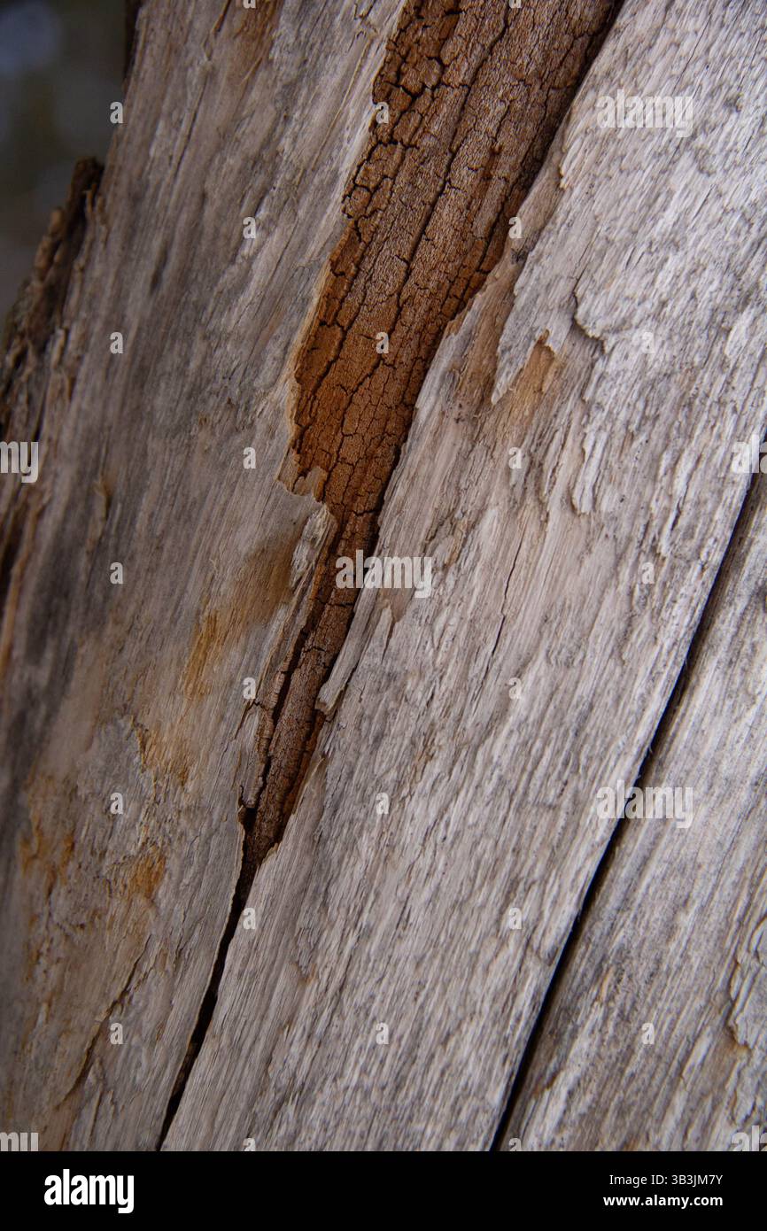 A background image showing the wood grain of an old tree trunk Stock ...