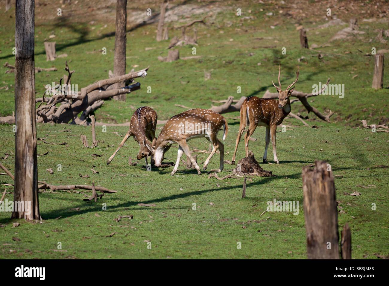 male Spotted Deer or Chital (Axis axis) fighting, Pench National Park ...