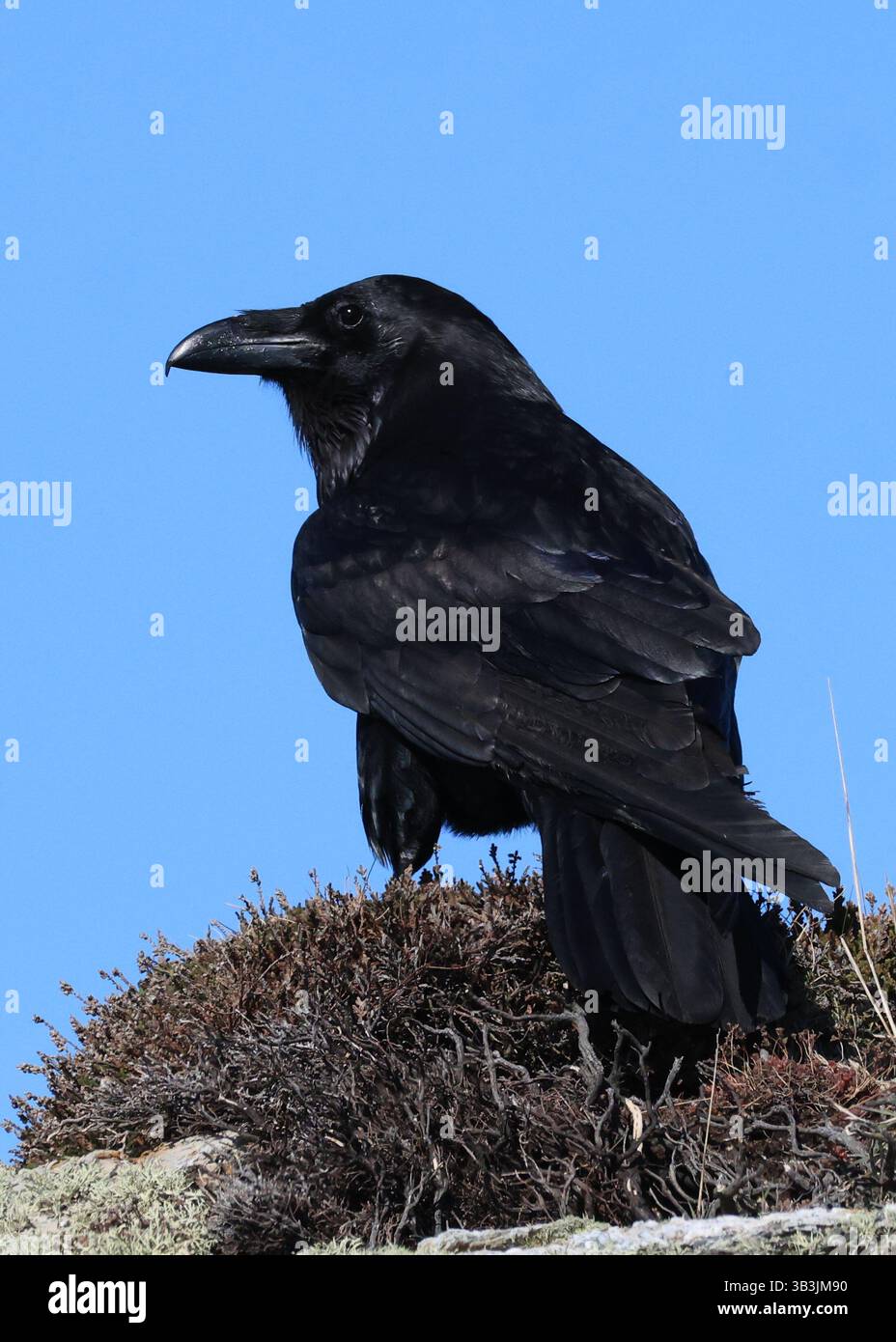 Raven in sun on hi-res stock photography and images - Alamy