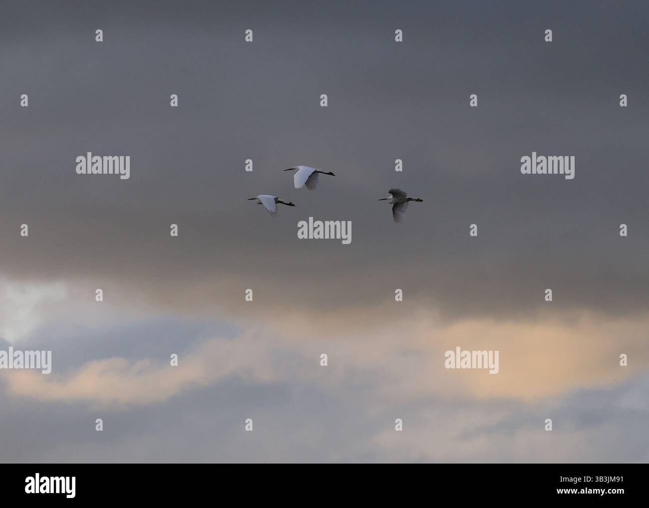 Long trailing legs in flight hi-res stock photography and images - Alamy