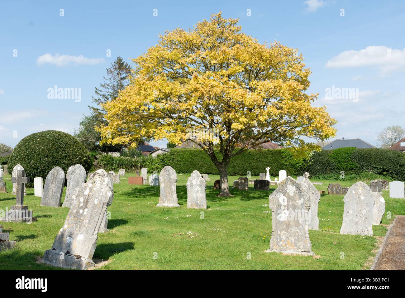 Wimborne Cemetery, Wimborne Minster, UK - April 27th 2025: A yellow ...