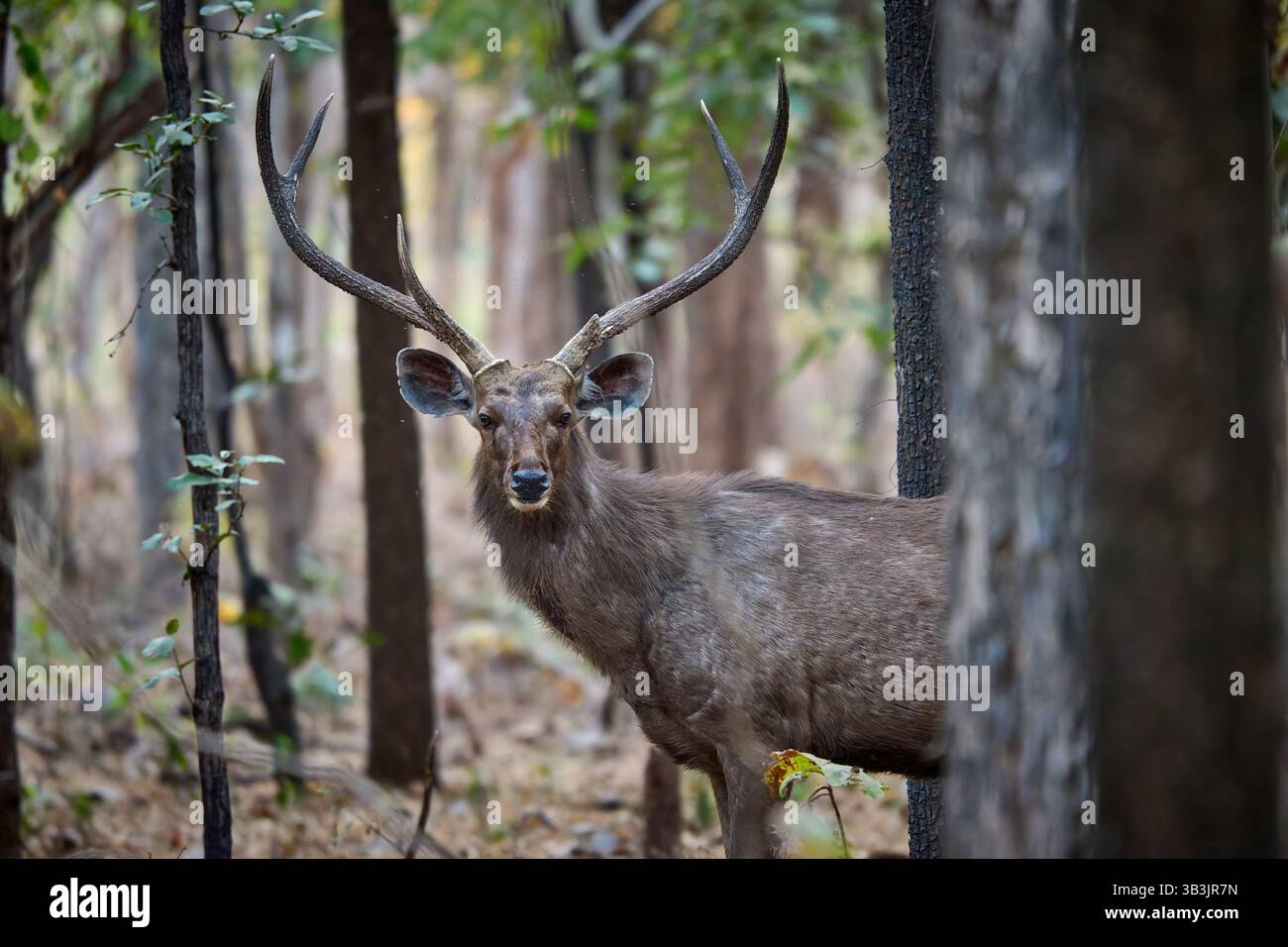 male Sambar deer (Rusa unicolor), Pench National Park, India, Asia ...