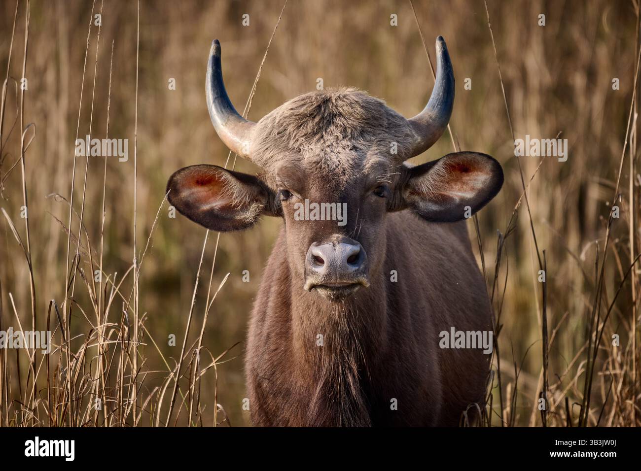 Indian gaur tadoba andhari hi-res stock photography and images - Alamy