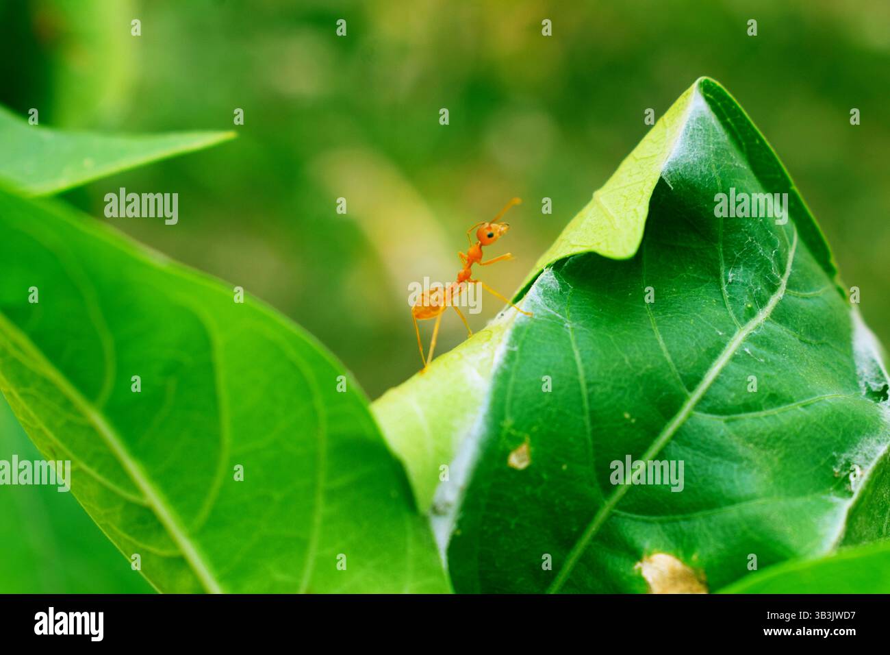 red ant on leaf close up macro Stock Photo - Alamy