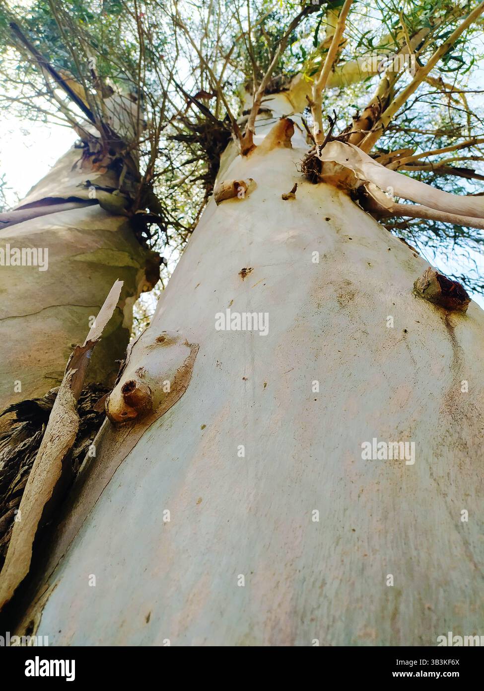 A tree with strong branches representing strength hi-res stock ...