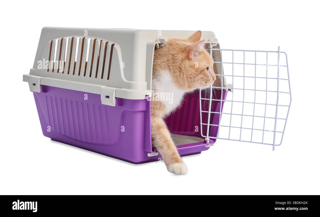 Cute cat walk in Cut Out Stock Images & Pictures - Alamy