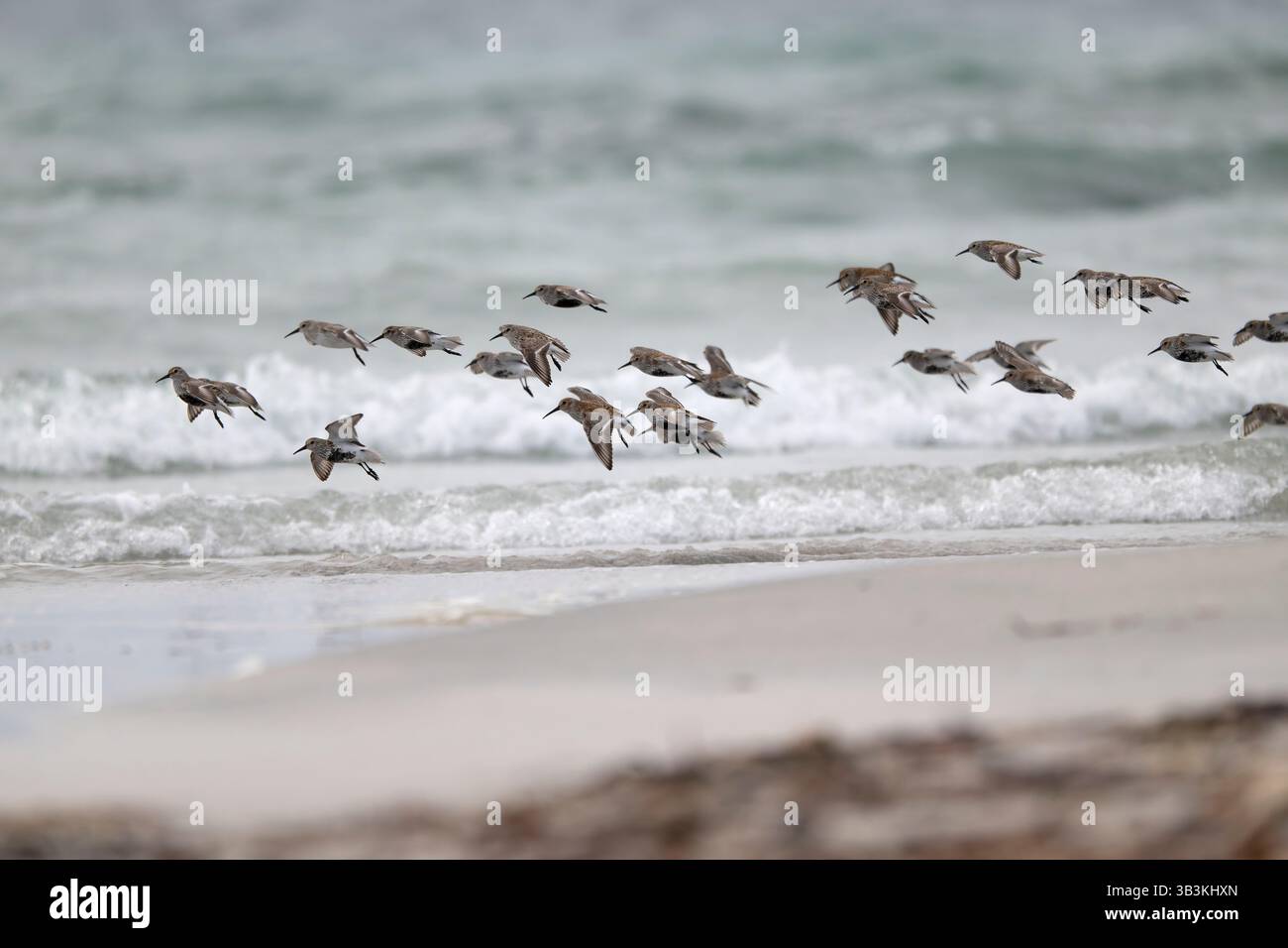 Dunlin, Calidris alpina, group of birds in flight on beach, Hebrides ...