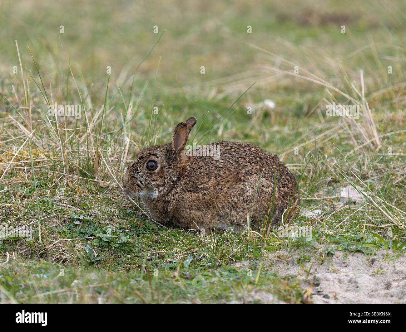 Rabbit, Oryctolagus cuniculus, single mammal on grass, Hebrides ...