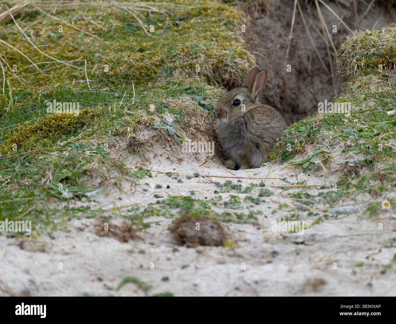 Rabbit, Oryctolagus cuniculus, single young mammal by hole, Hebrides ...
