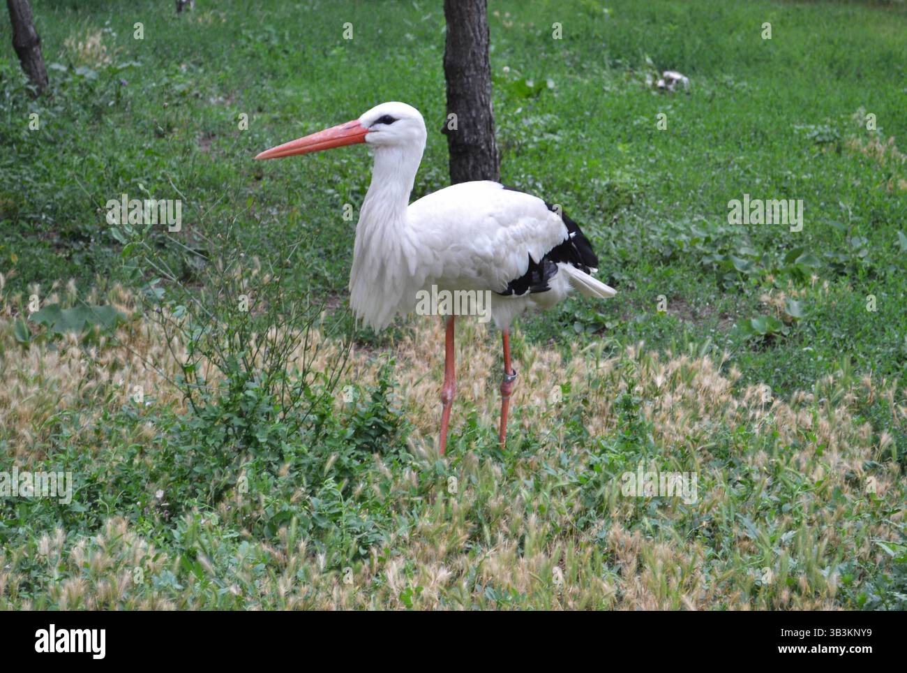 Stork in the tall grass - a majestic bird symbolizing the harmony of ...