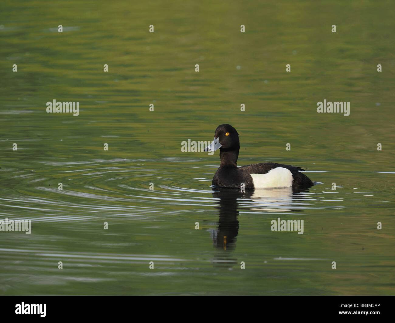 Tufted ducks are a small diving duck they feed underwater after a propelled dive Stock Photo - Alamy