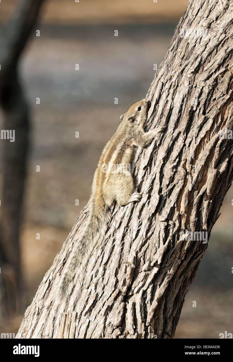 northern palm squirrel, Nördliches Palmenhörnchen, Rat palmiste à cinq ...