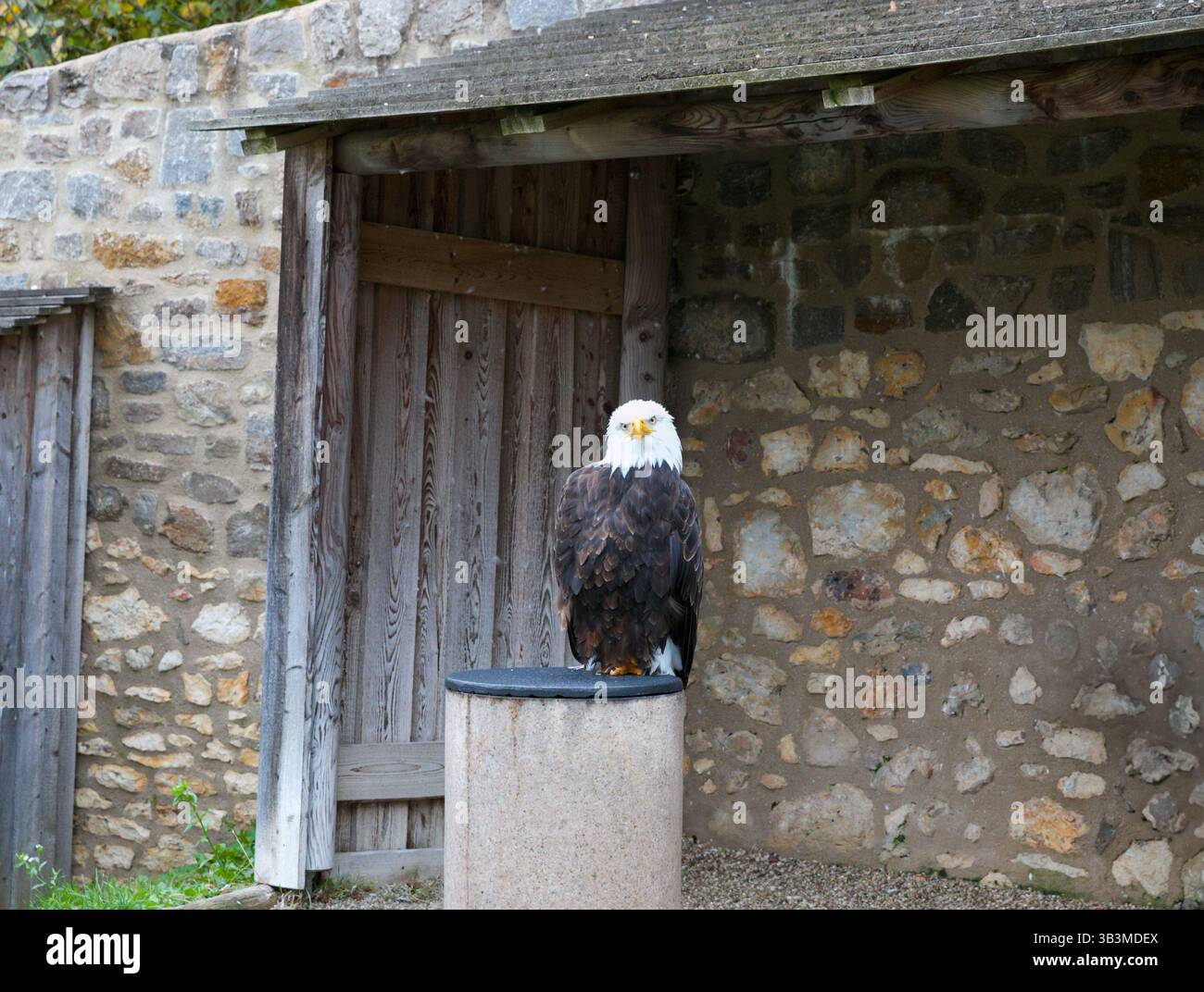 pride of the skies in captivity Stock Photo - Alamy