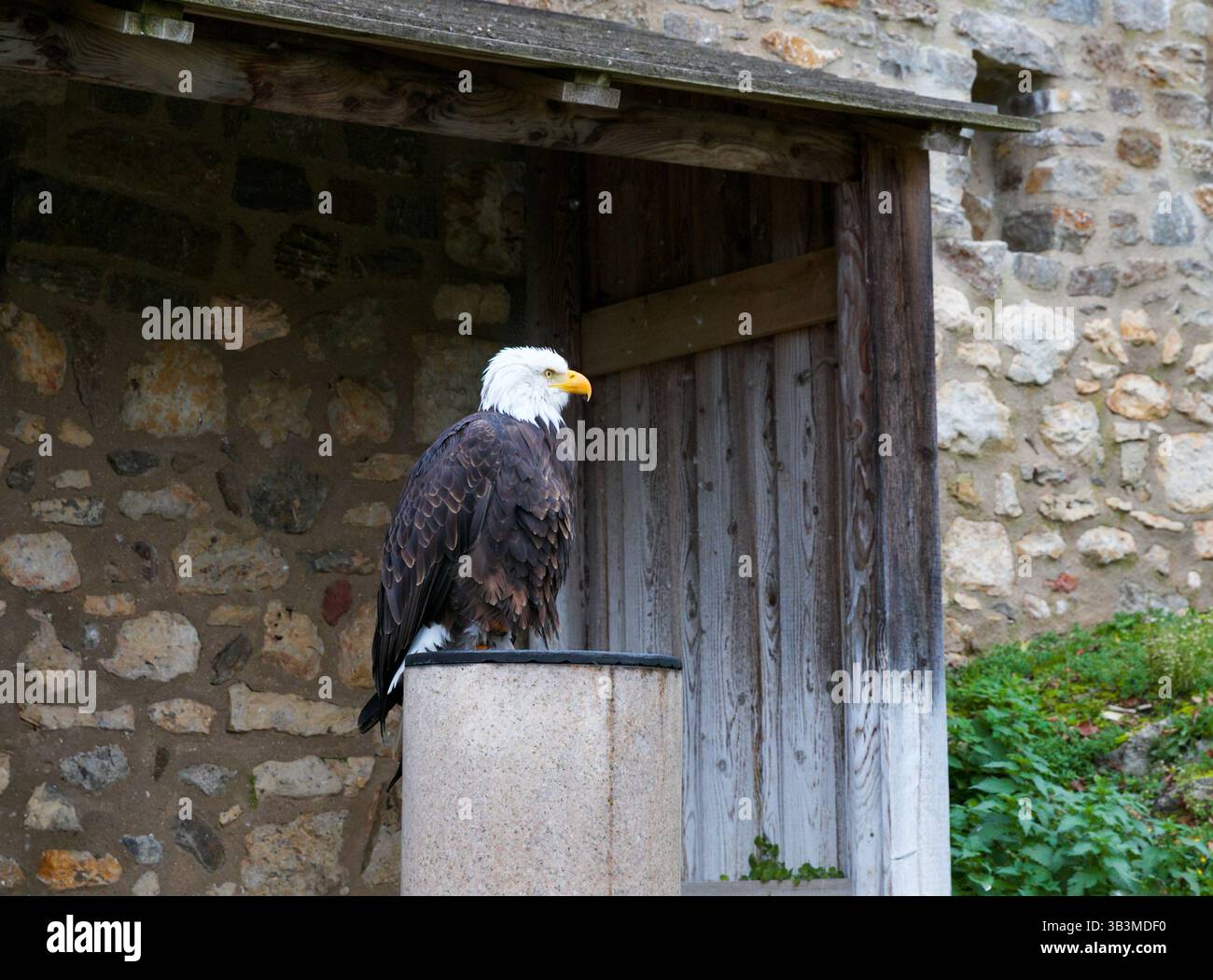 Majestic bird perched in enclosure hi-res stock photography and images - Alamy
