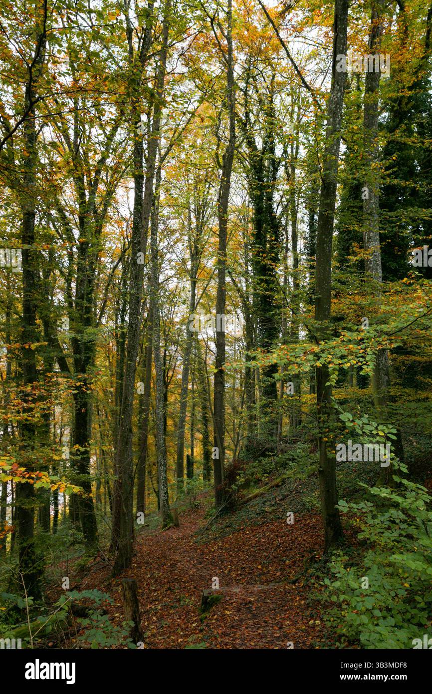 path through the golden canopy Stock Photo - Alamy