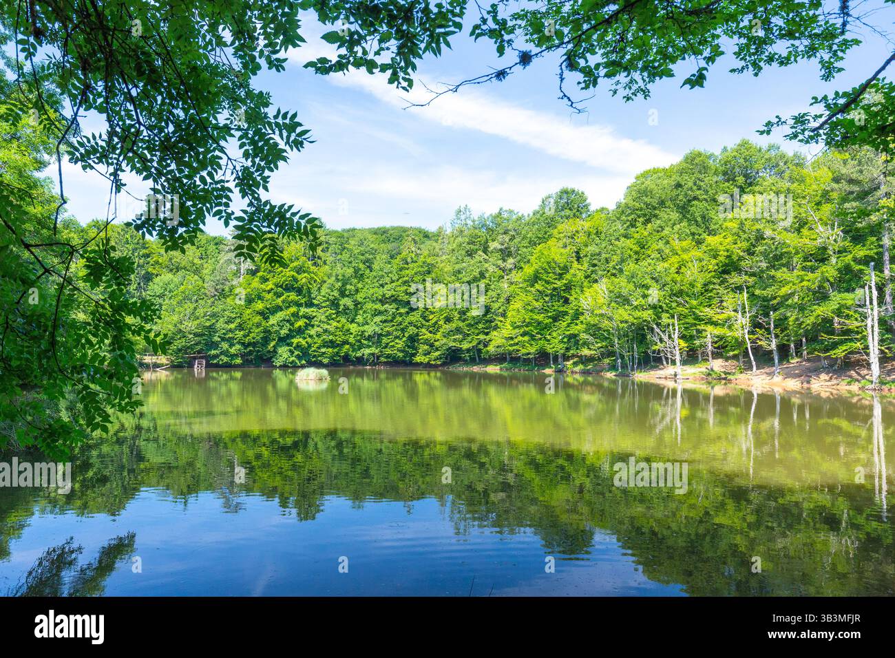 View of lake in Umbra Forest inside Gargano National Park, Apulia ...