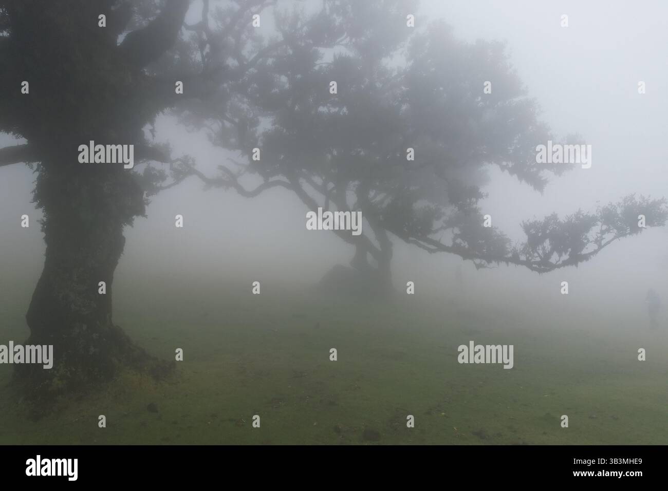 Madeira fanal forest aerial hi-res stock photography and images - Alamy