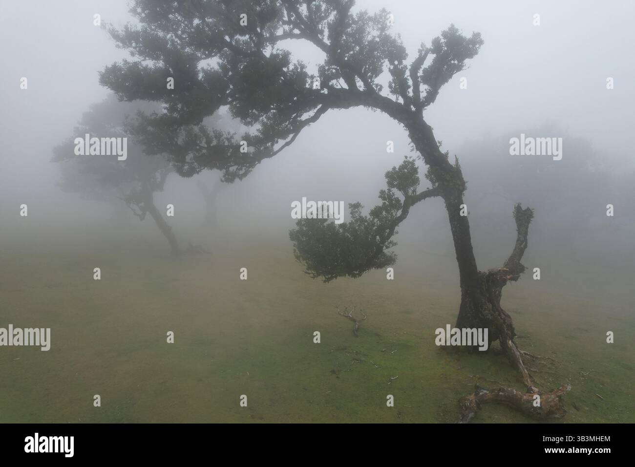 Fanal Forest, Madeira Stock Photo - Alamy