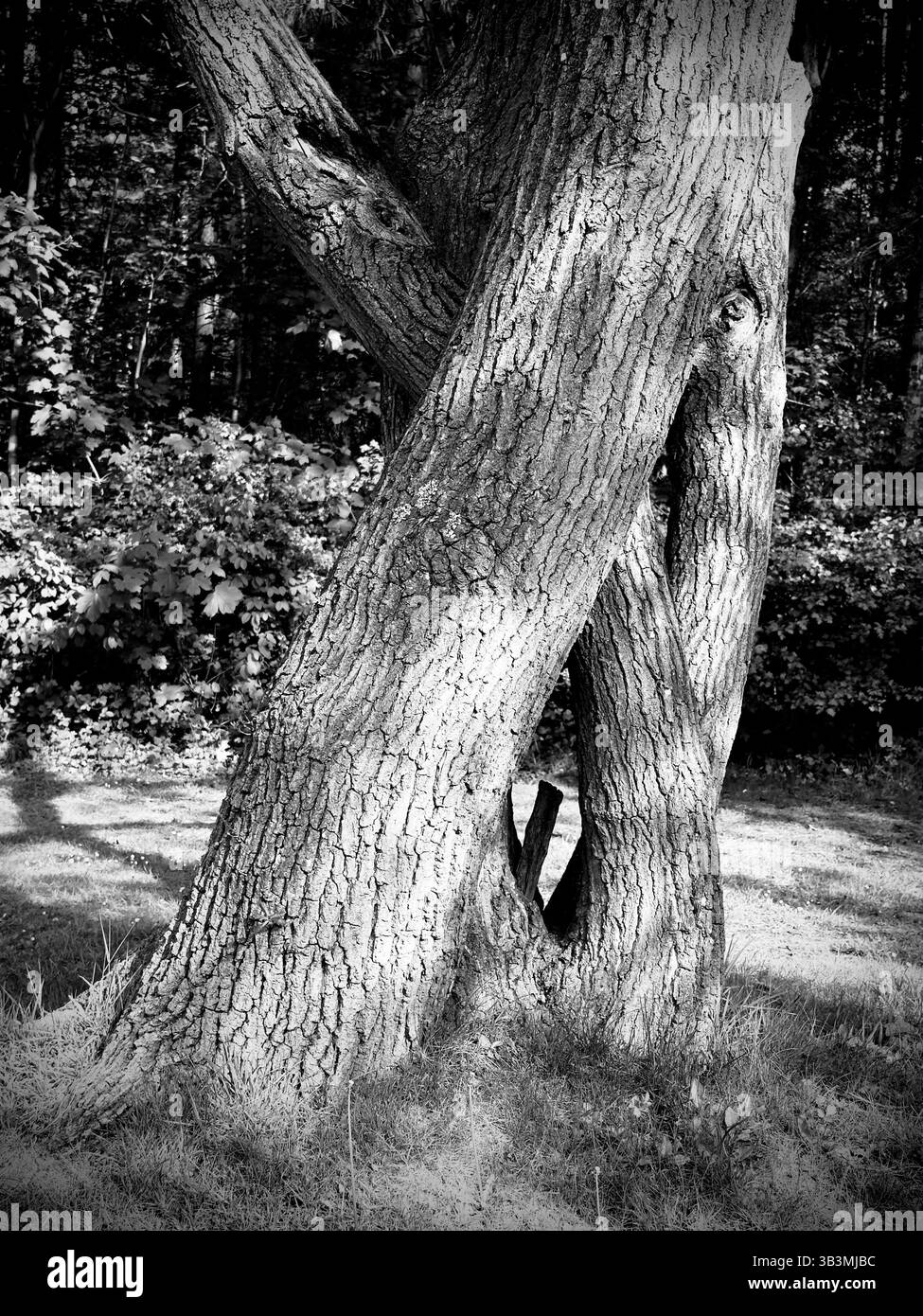 Twisted tree trunk hi-res stock photography and images - Alamy