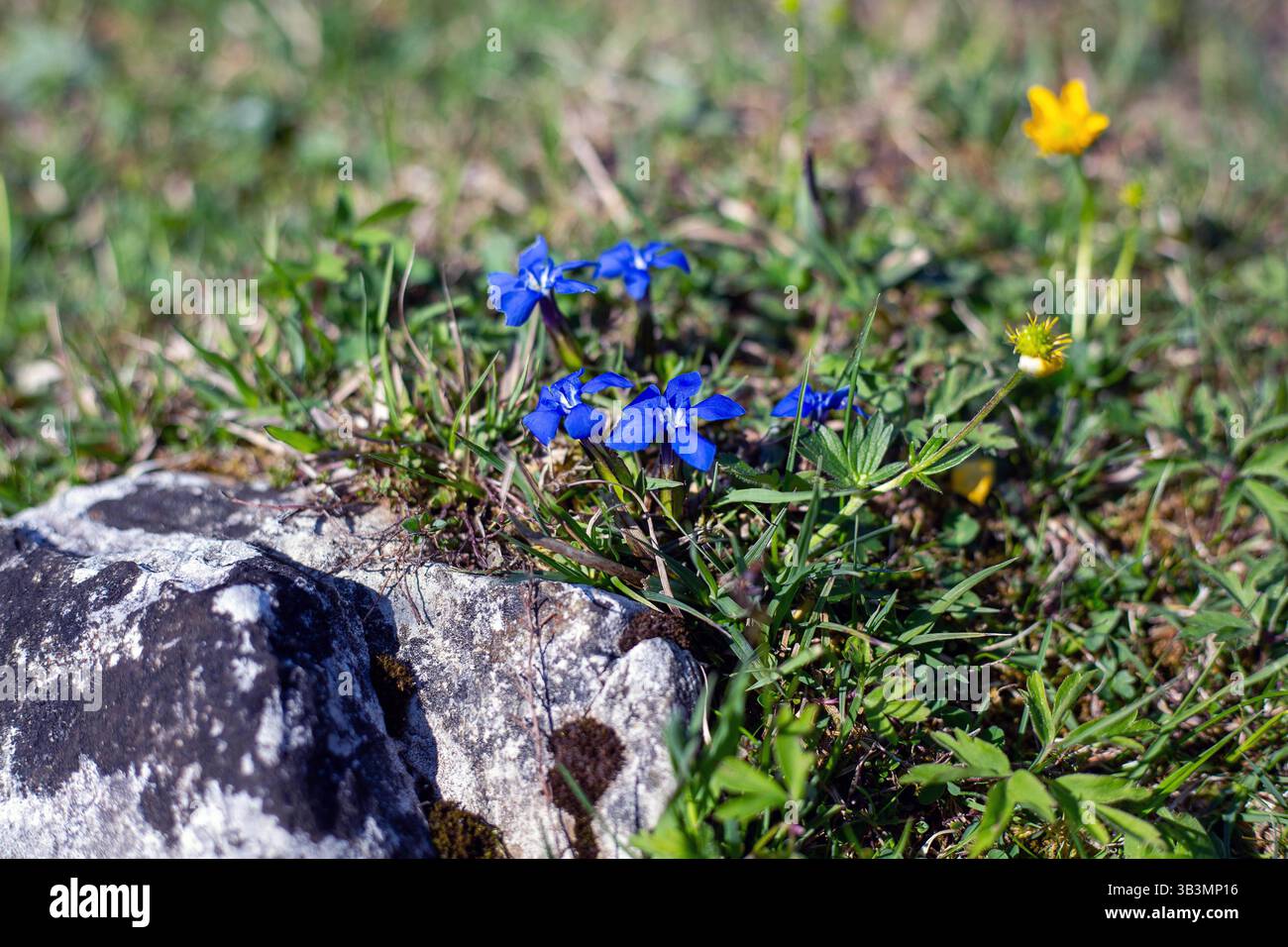 Die Enziane Gentiana sind eine Pflanzengattung innerhalb der Familie ...