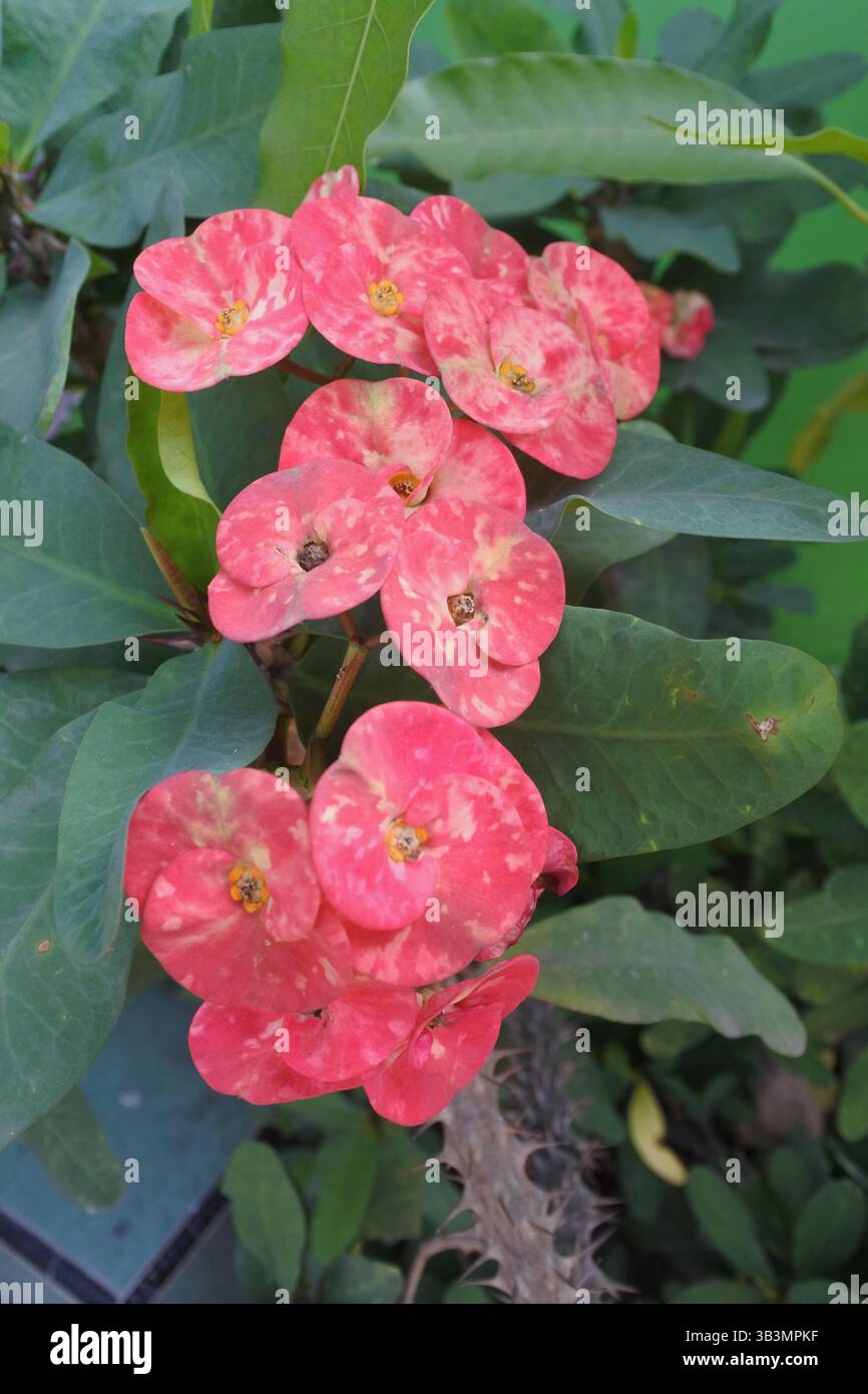 the crown of thorns flower or or stud fern cactus is one of the ...