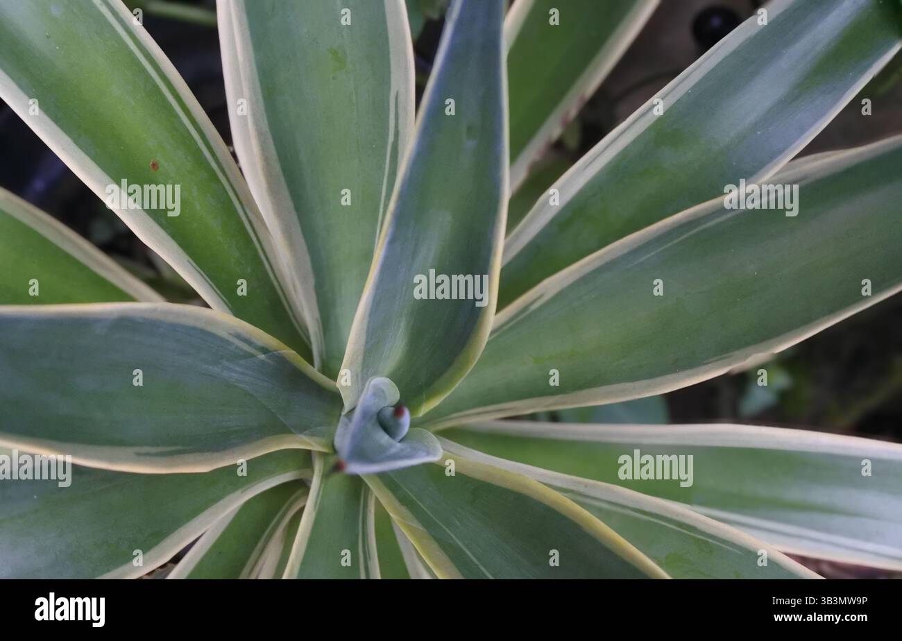 This flower is named after the paris lily or spider plant, an evergreen ...