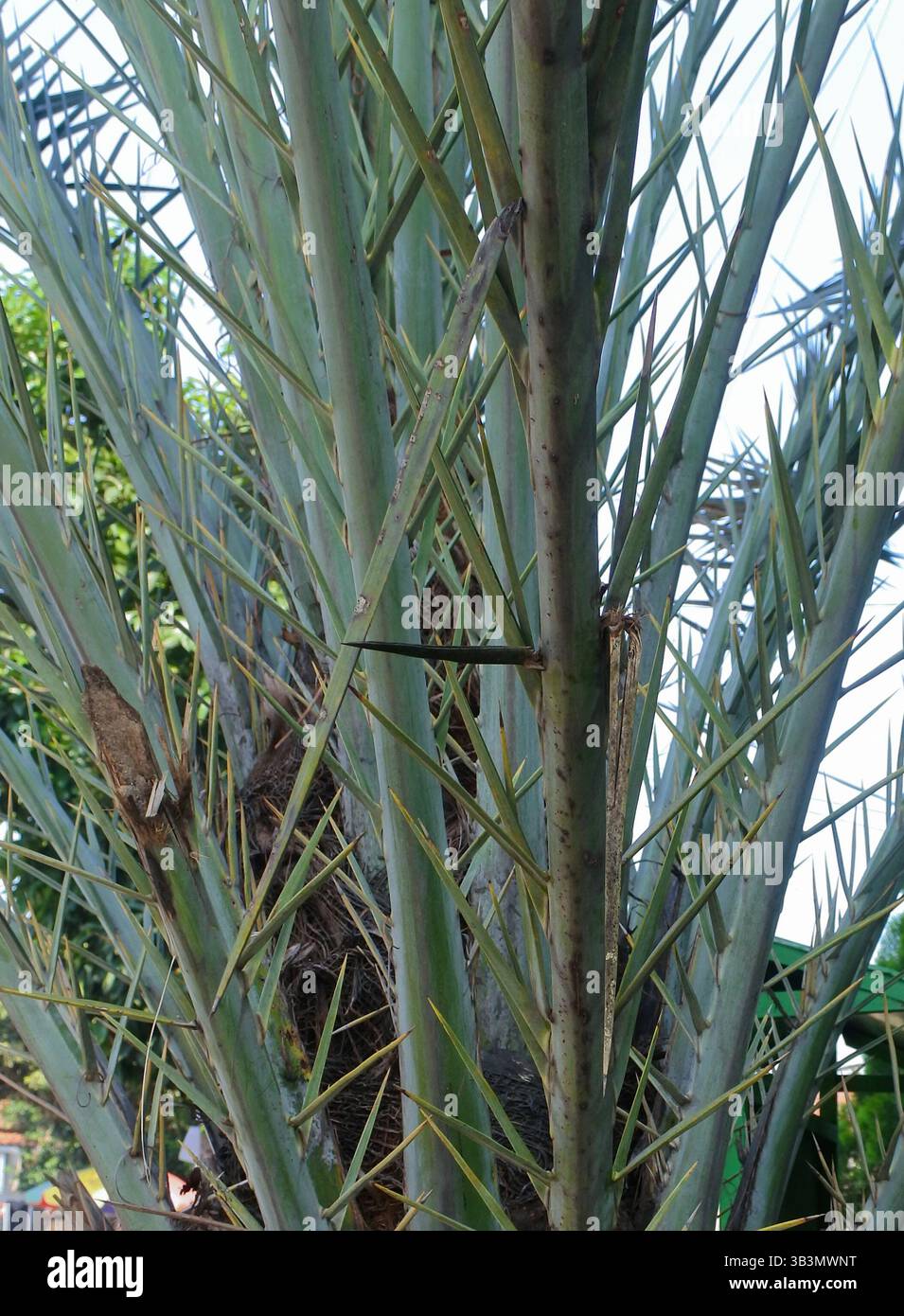 Date palm is a palm plant whose fruit is edible. This plant comes from ...