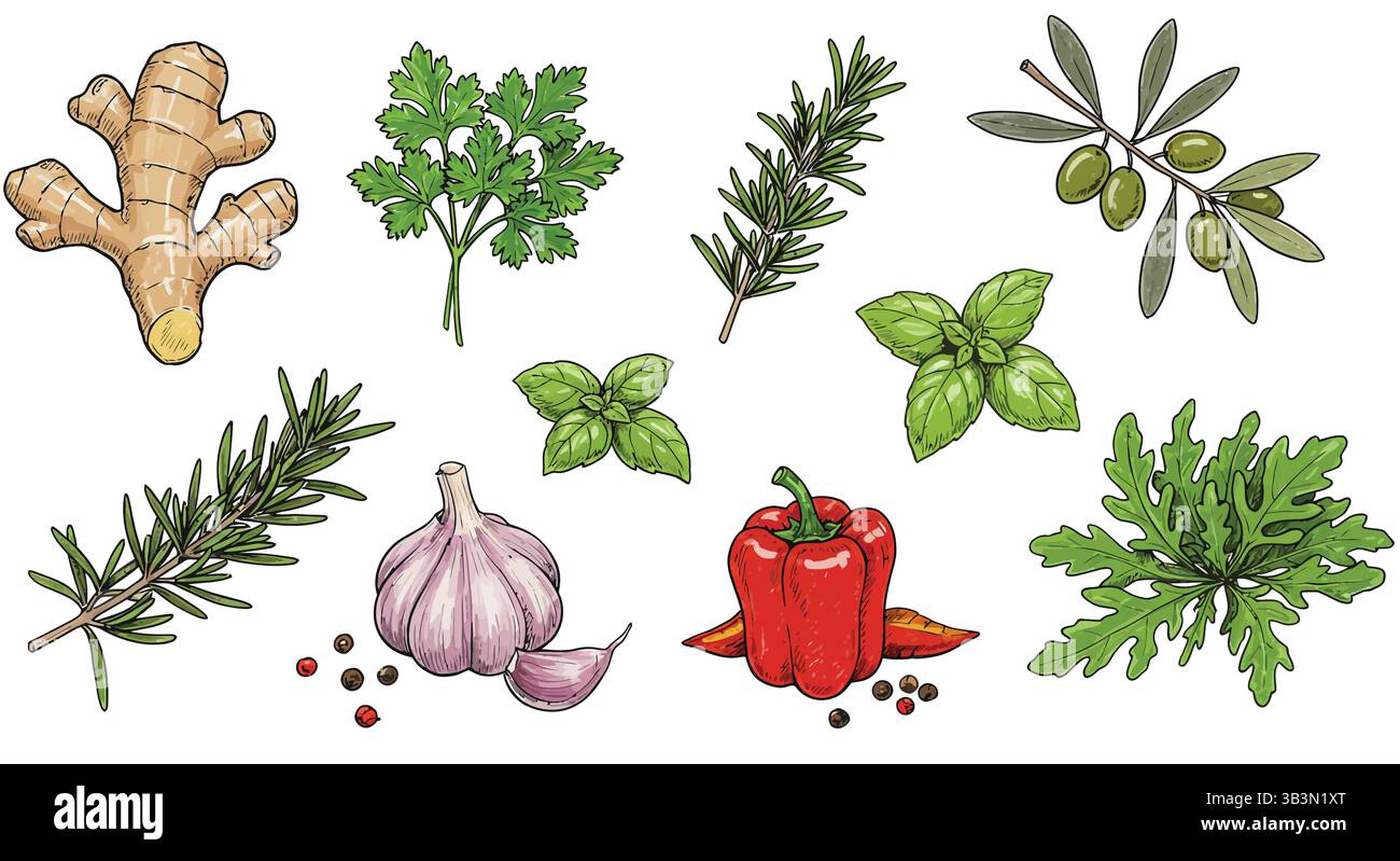 Illustrated Herb and Spice Collection – Culinary Ingredients for ...