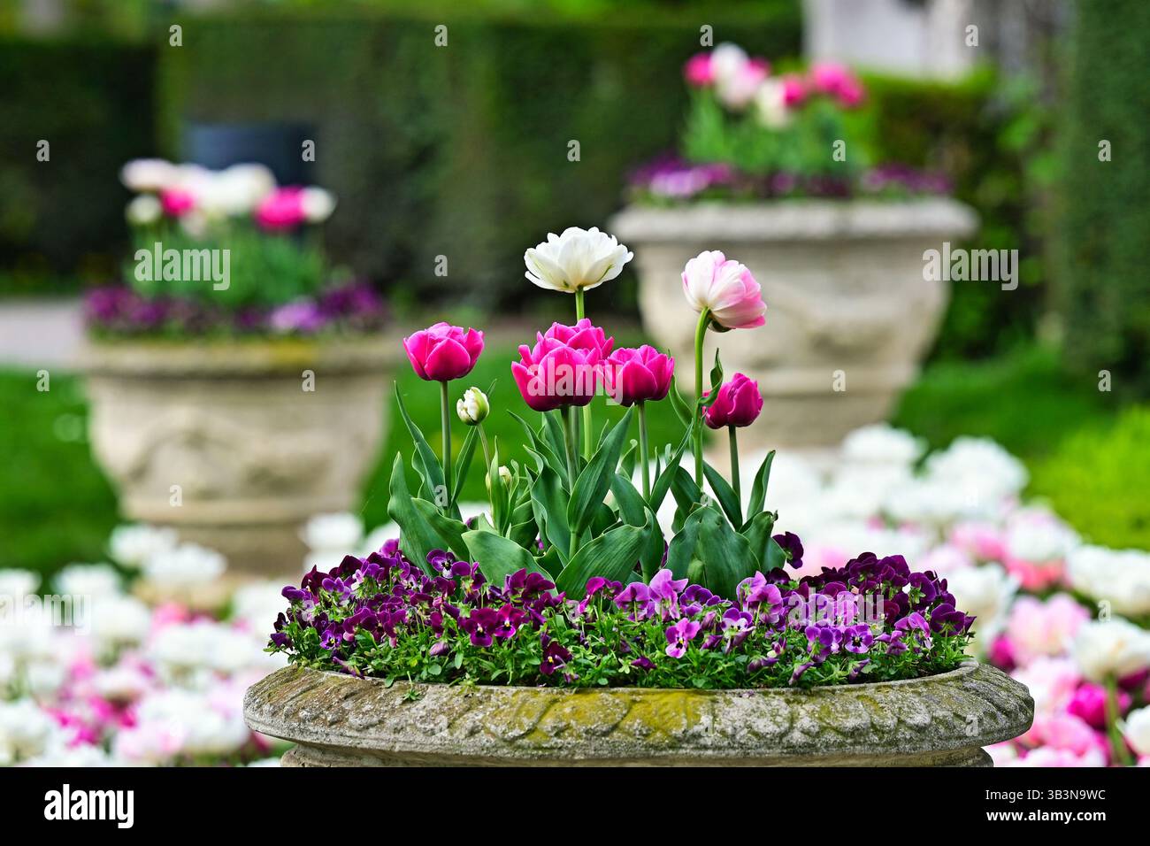 Tulip flowers in stone vases,Volksgarten public park springtime,Vienna ...