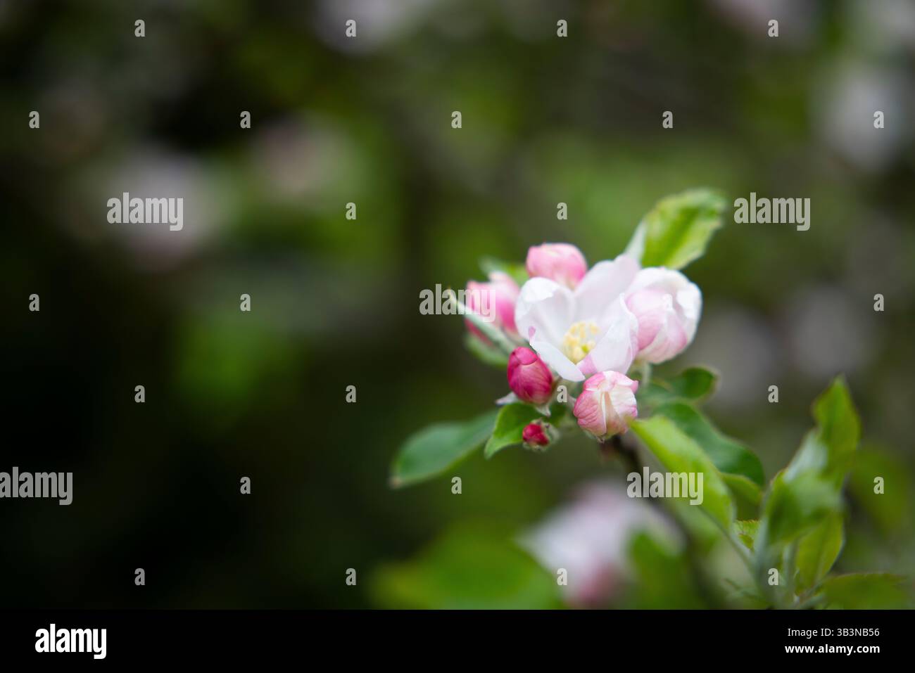 White and pink apple blossom in English apple orchards waiting ...