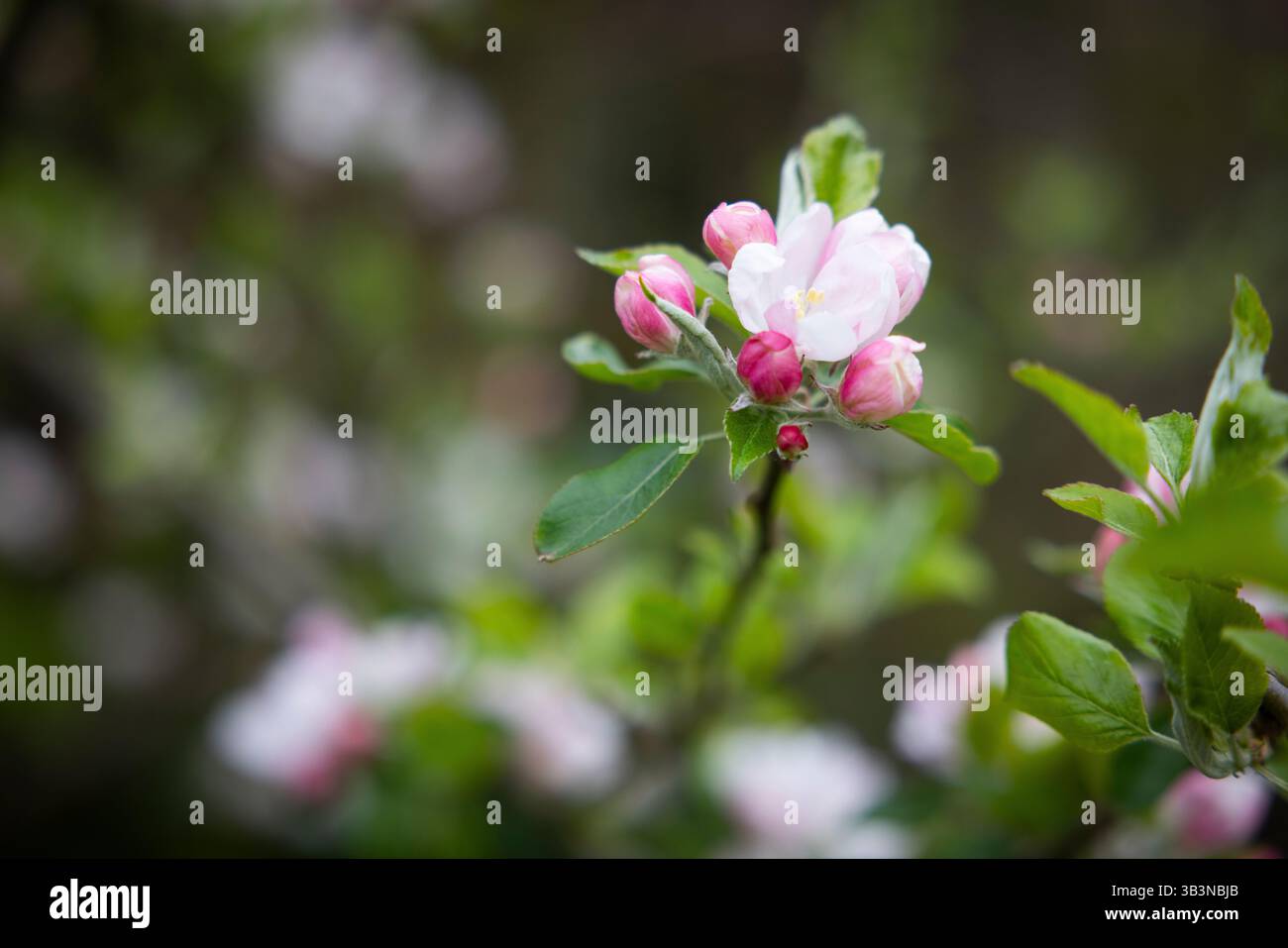 White and pink apple blossom in English apple orchards waiting ...