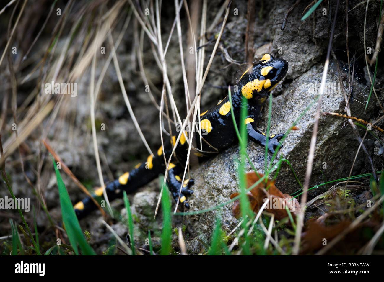 Lovely colourful amphibian Salamandra salamandra aka fire salamander in ...