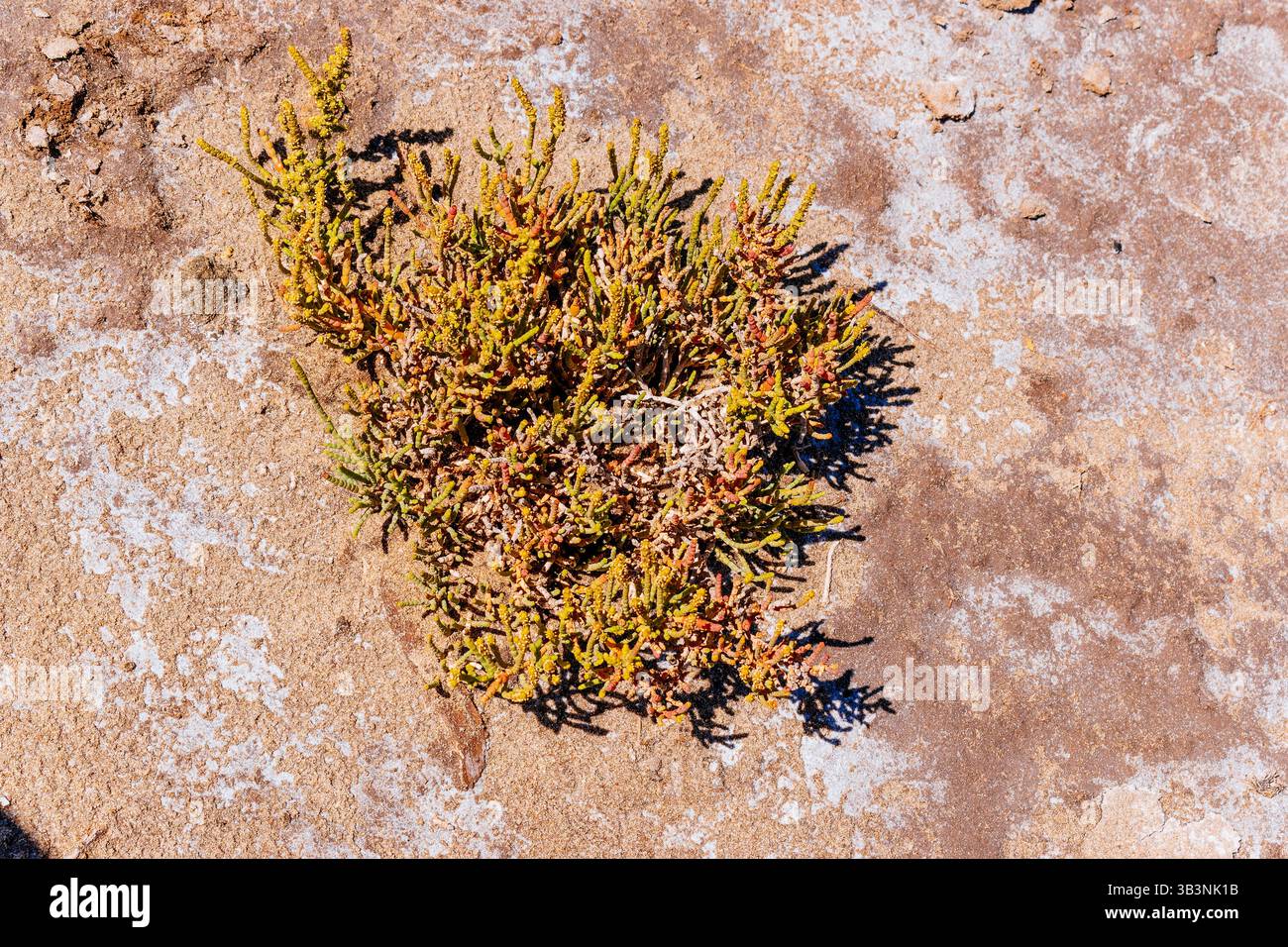 Salicornia europaea plantae hi-res stock photography and images - Alamy