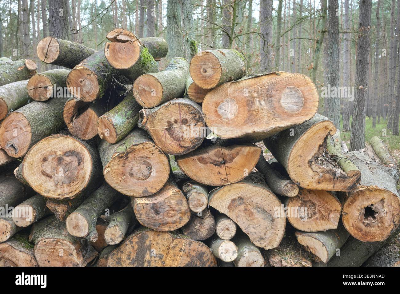 Pile of cut down trees, selective focus Stock Photo - Alamy