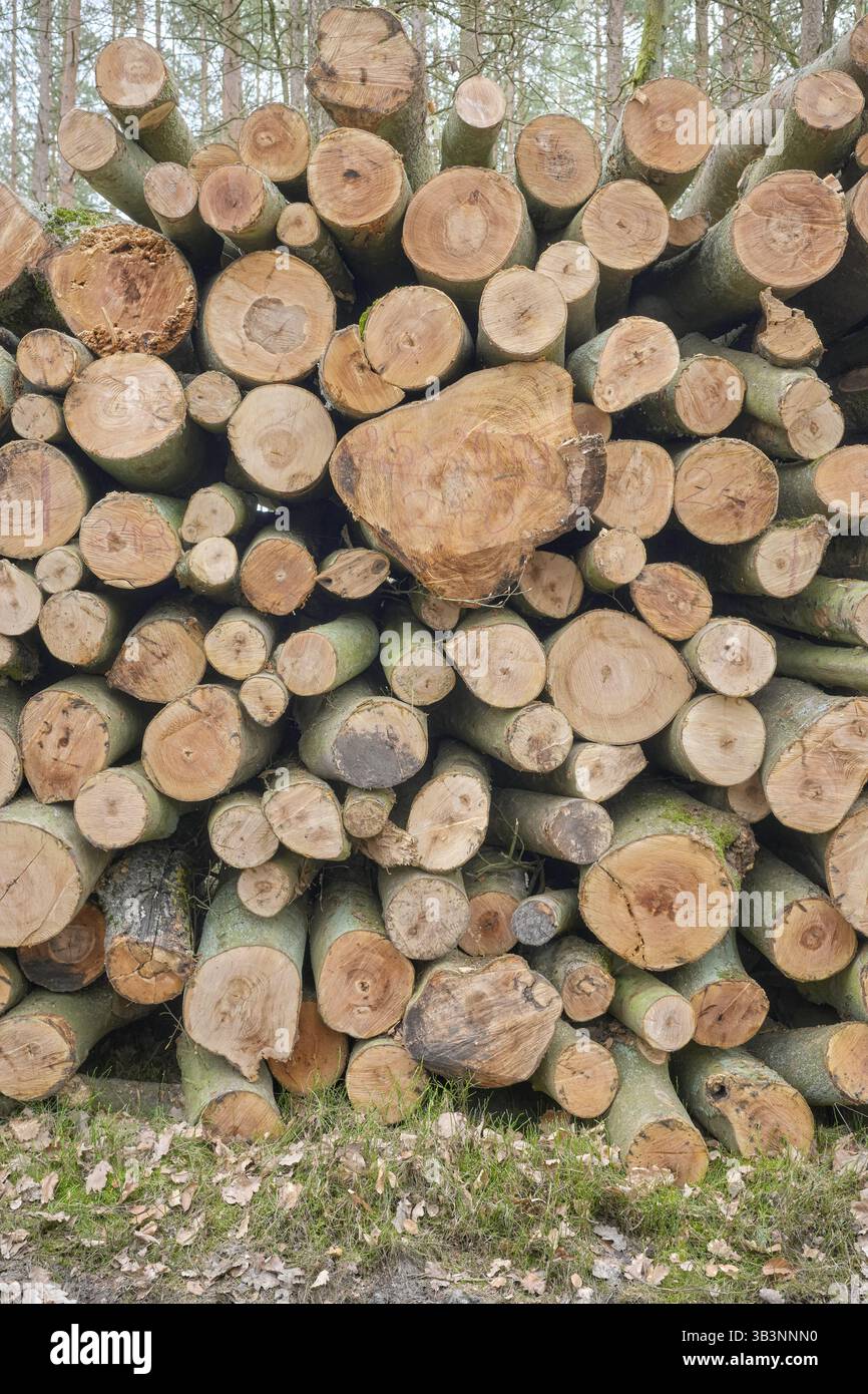 Pile of cut down trees, selective focus Stock Photo - Alamy