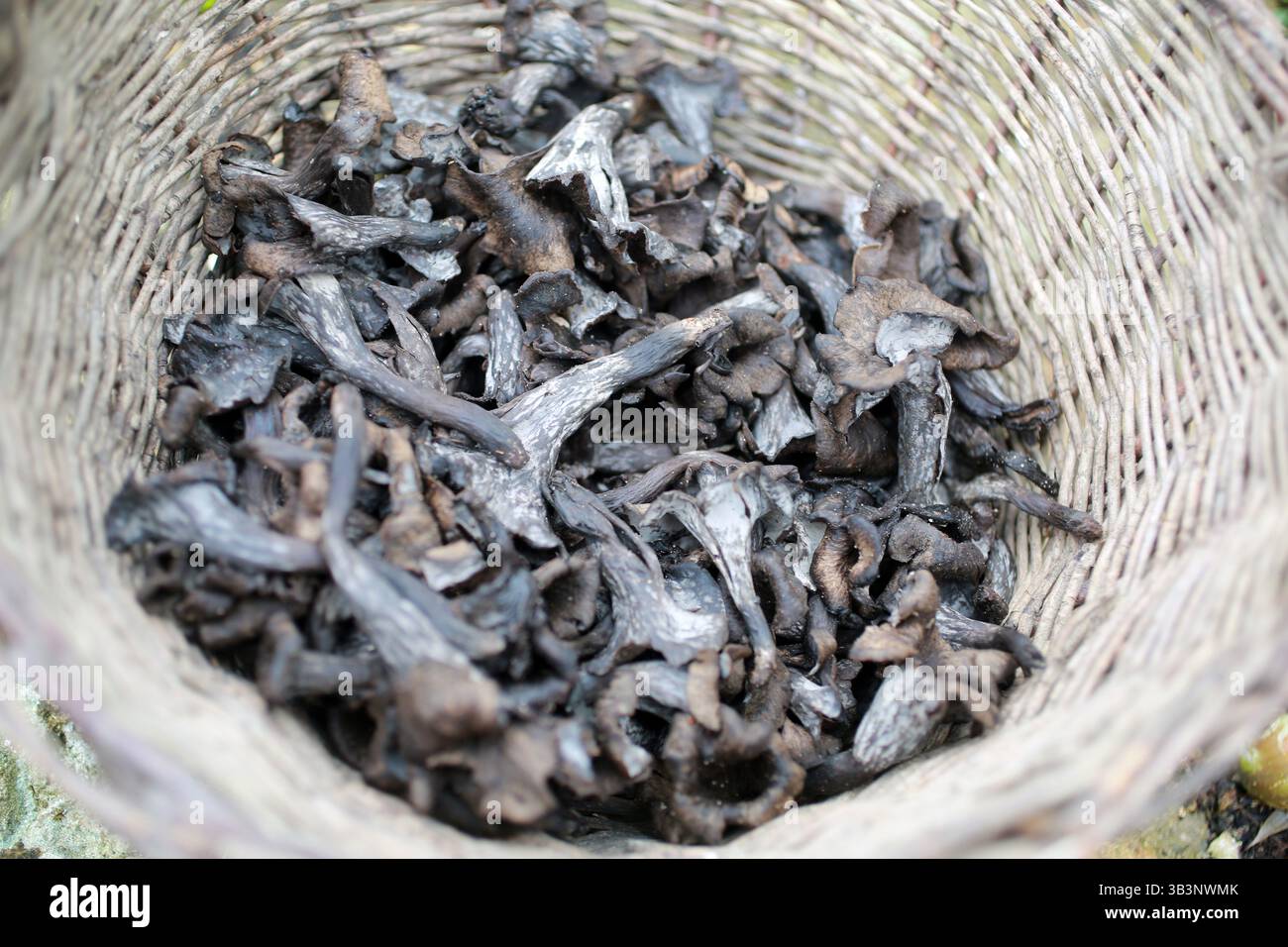 Trumpet of Death Mushroom Stock Photo - Alamy